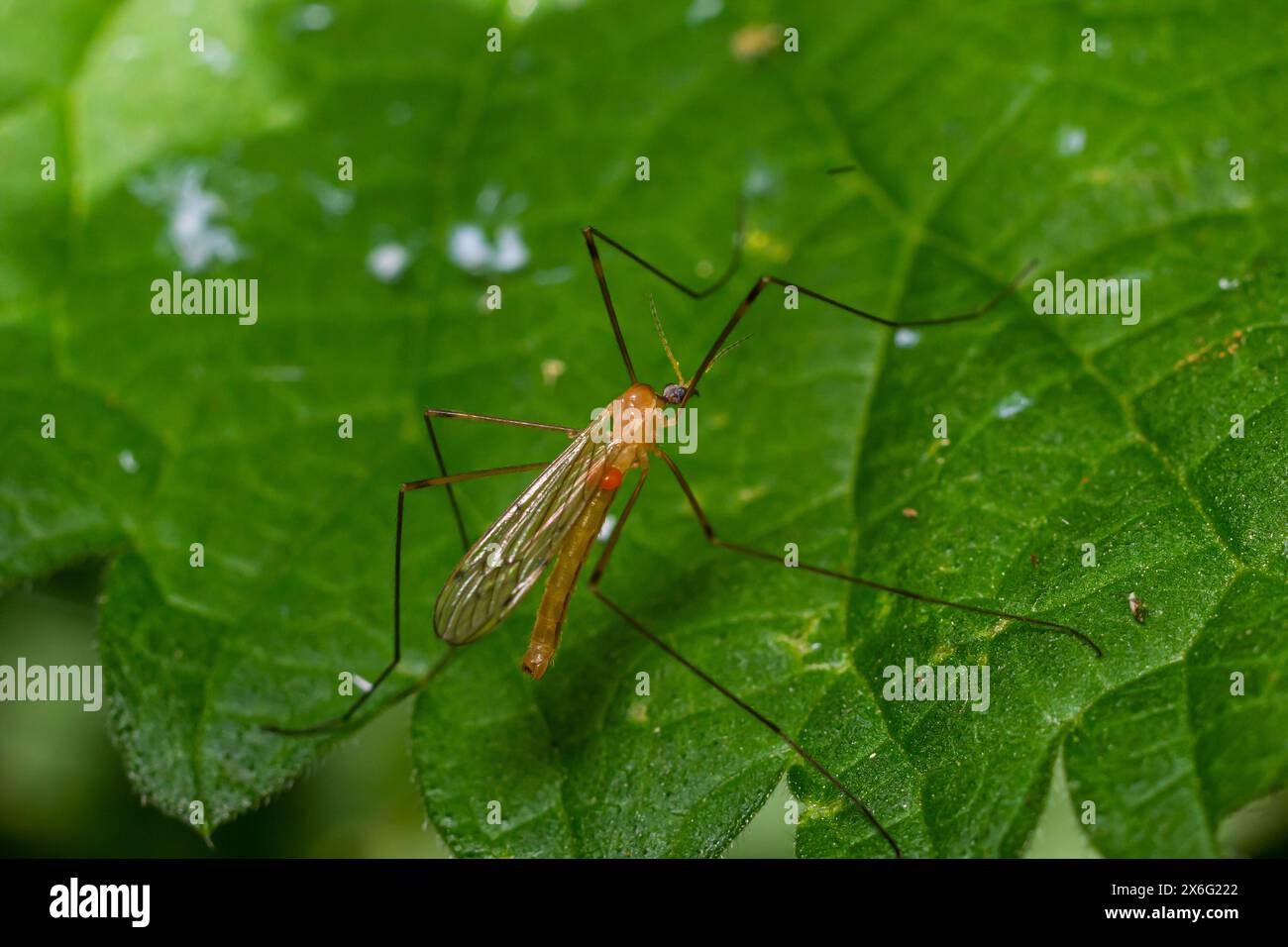 The insect, the Limonia stork fly in the family Limoniidae, has a very ...