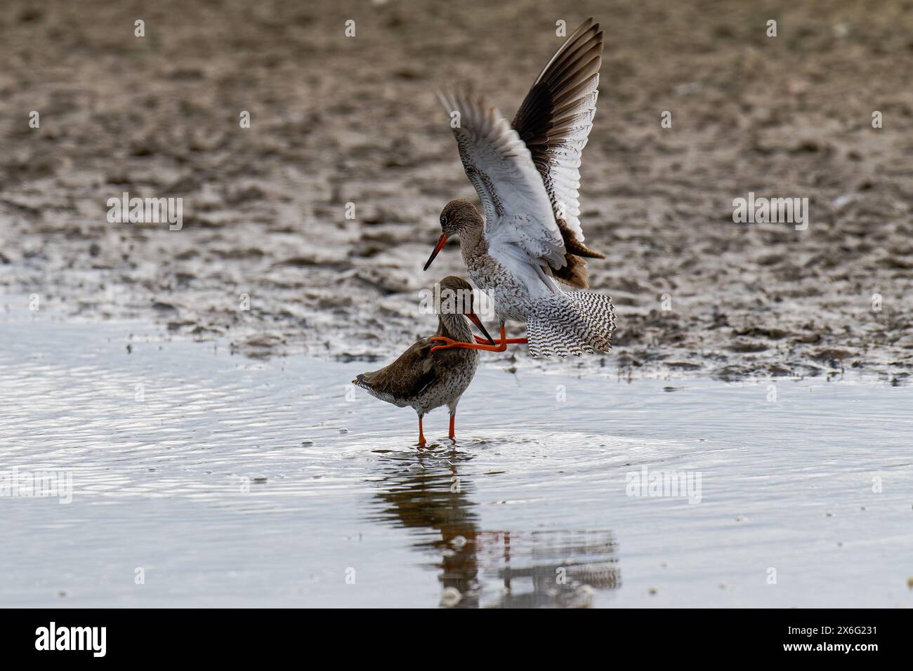 Pair of redshanks hi-res stock photography and images - Alamy