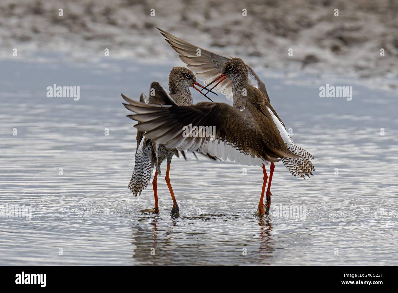 Pair of Redshanks-Tringa totanus display aggression Stock Photo - Alamy