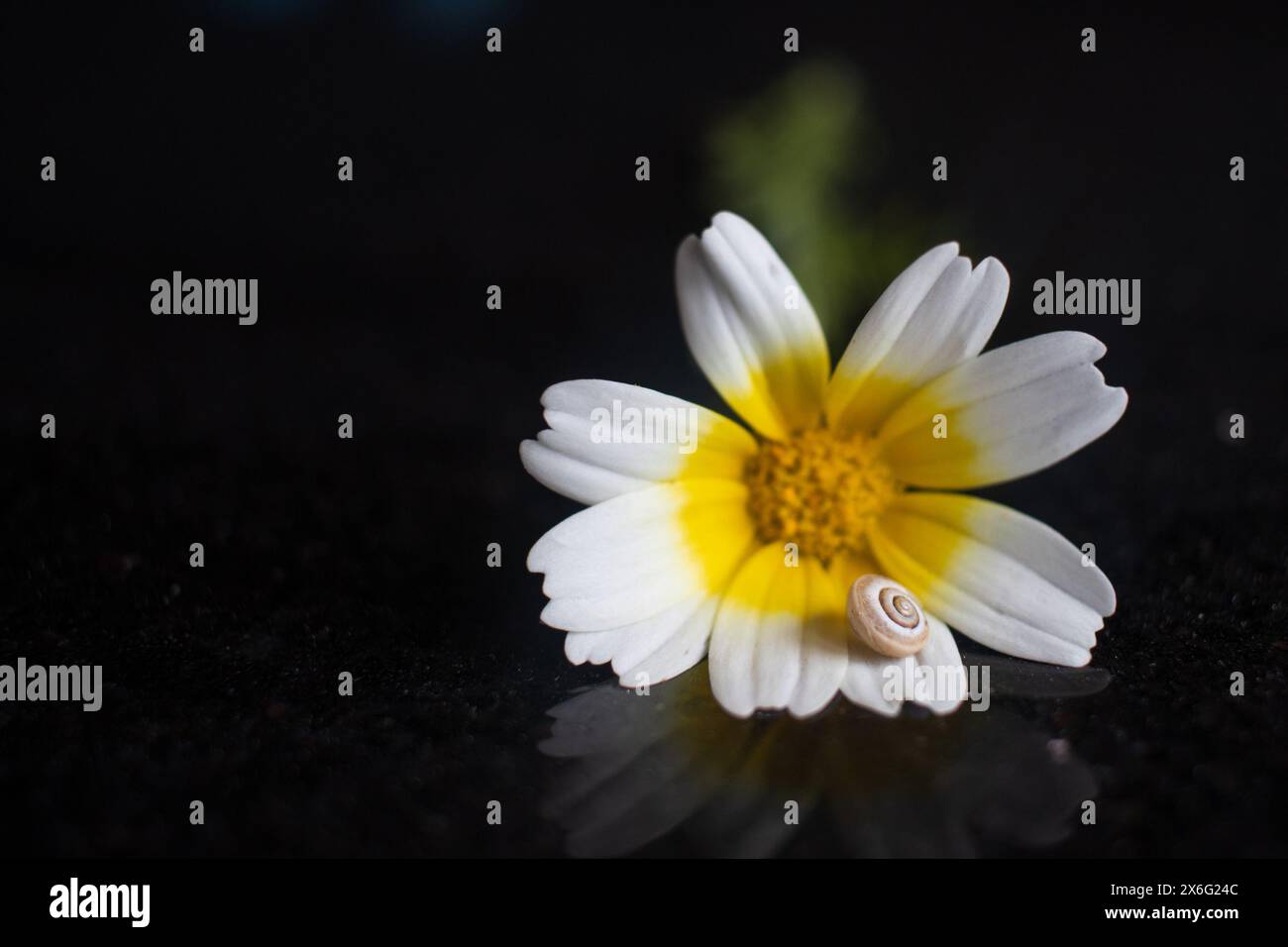 White and yellow daisy with a snail, in a still life photo Stock Photo ...