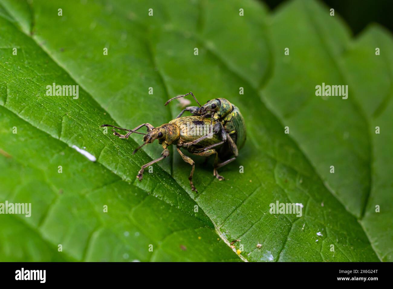 Snout beetles hi-res stock photography and images - Alamy