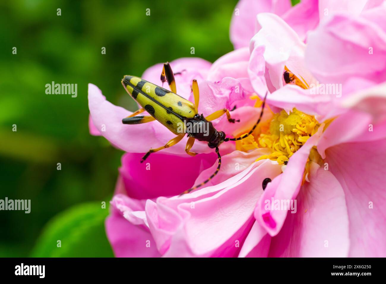 Closeup on a Spotted longhorn beetle, Leptura maculata on the pink ...