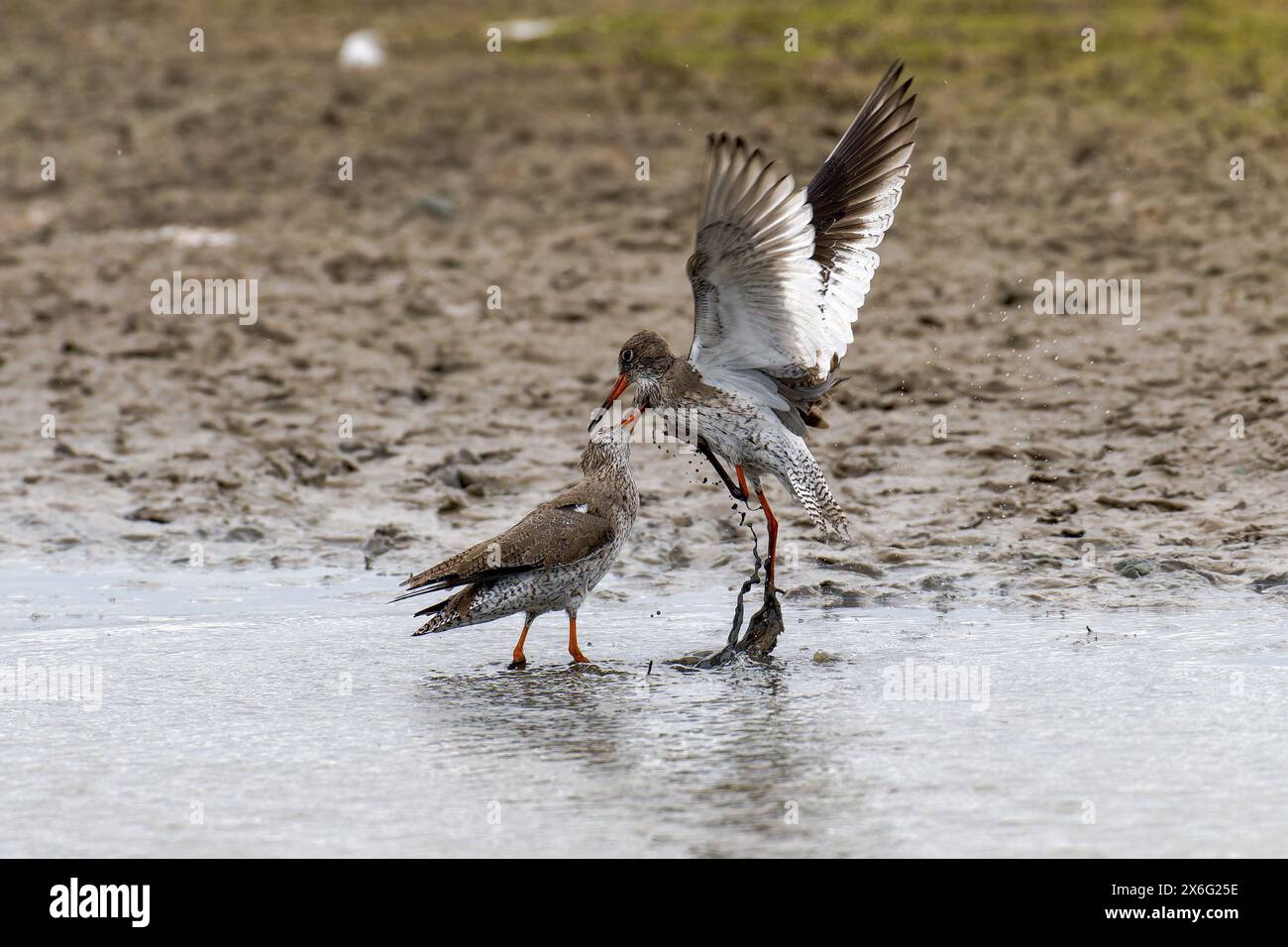 Pair of redshanks hi-res stock photography and images - Alamy