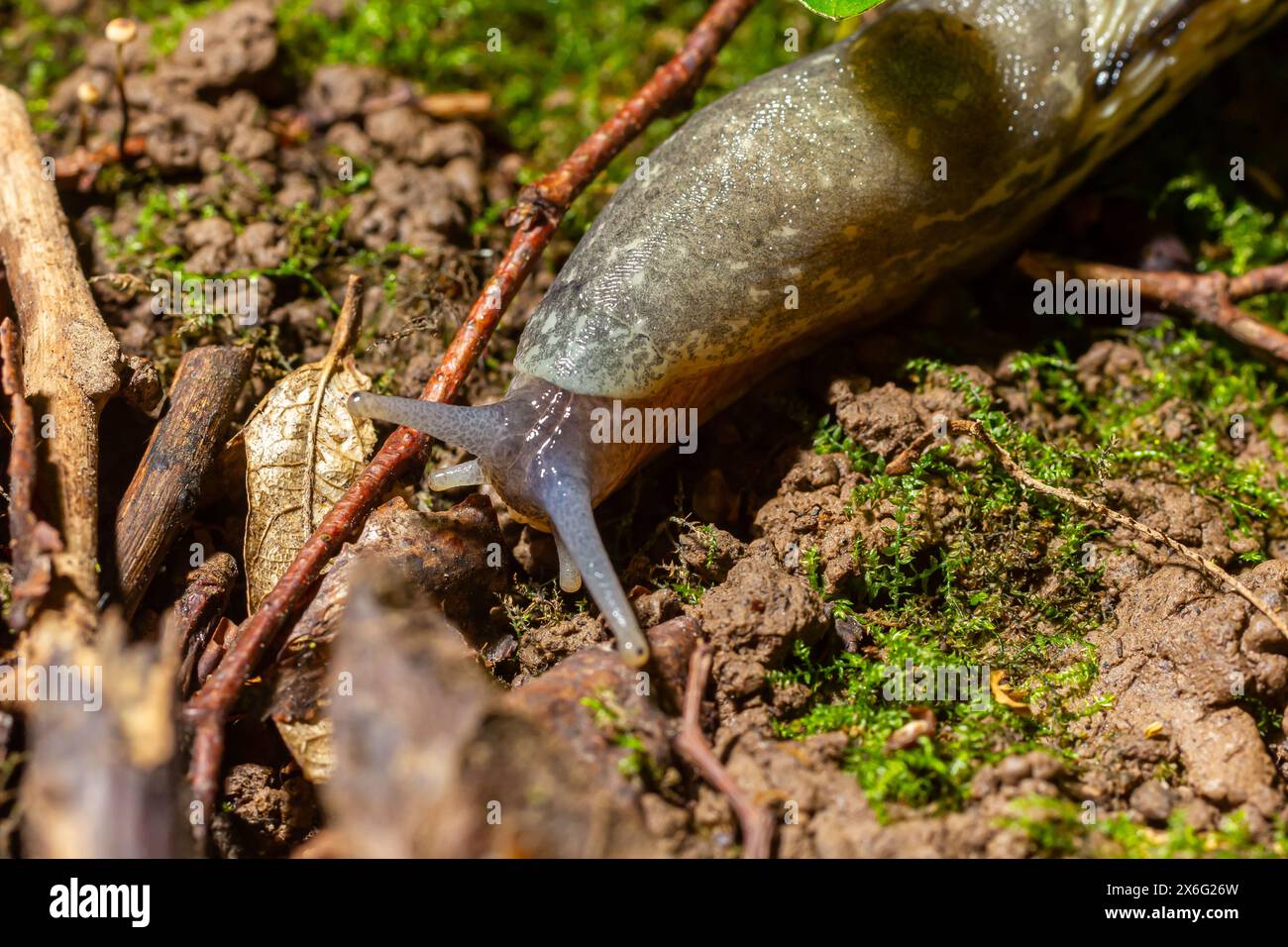 Limax maximus - leopard slug crawling on the ground among the leaves ...