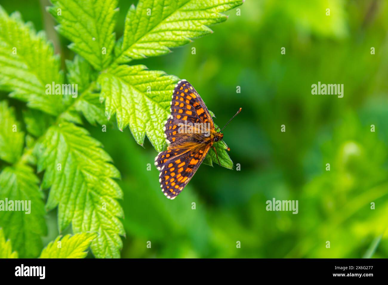 The heath fritillary butterfly Melitaea athalia. Beautiful fritillary ...