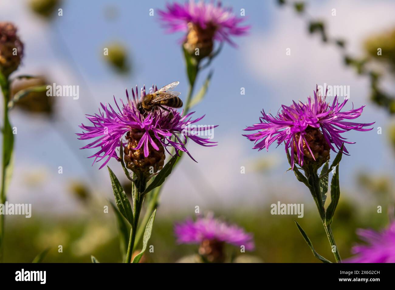 A flying honey bee collects pollen on a flower Stock Photo - Alamy