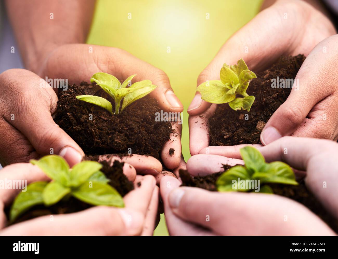 Plant ,hands and soil for collaboration with support, earth wellness ...