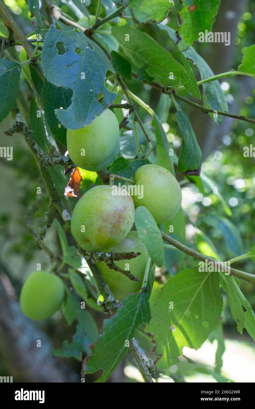 Plums ripening on a plum tree in an orchard Stock Photo - Alamy