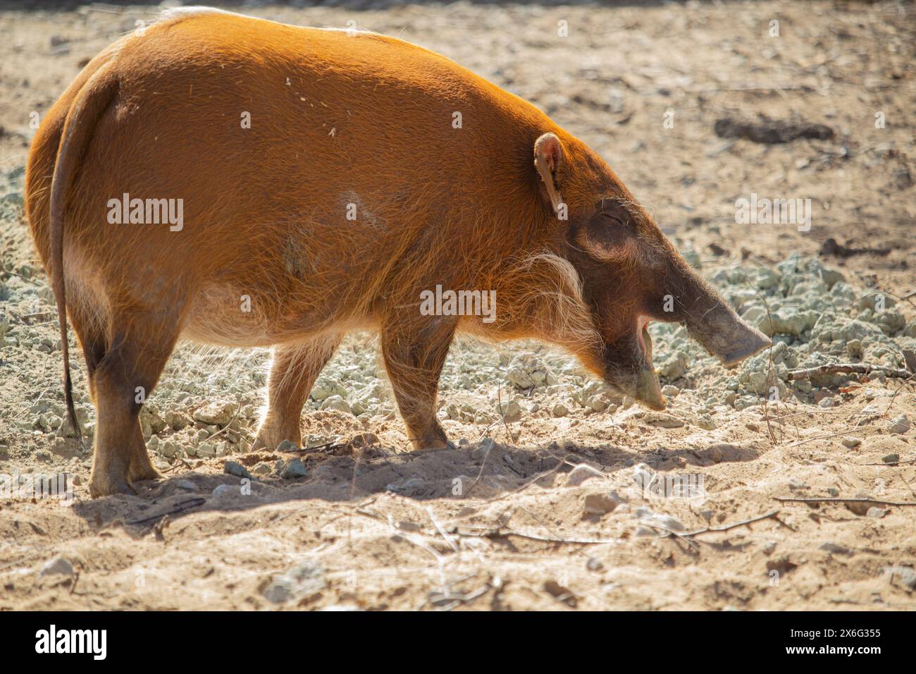 Red river hog (Potamochoerus porcus), also known as the bush pig Stock ...