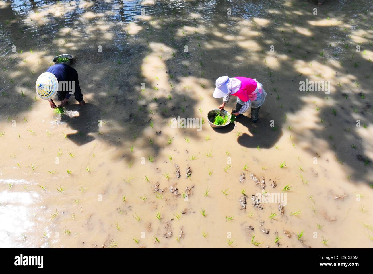 Aerial photos show villagers are busy planting rice seedlings in the ...