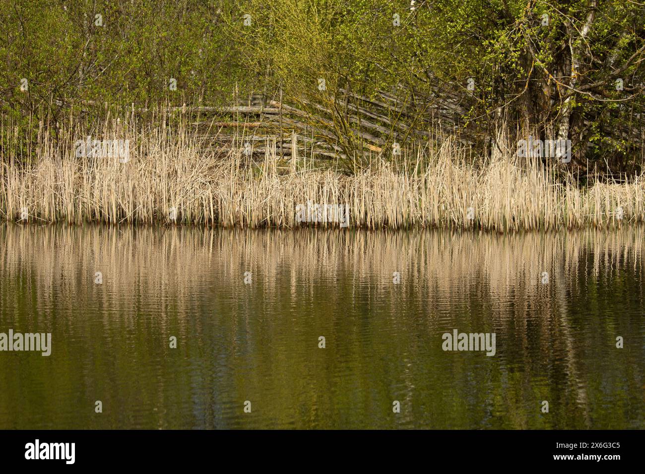 Dry reeds along a pond in spring Stock Photo - Alamy
