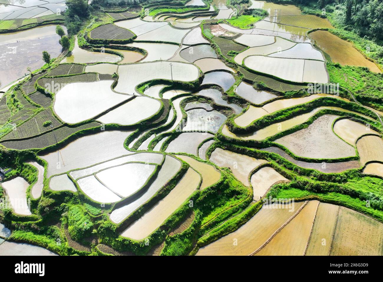 Aerial photos show villagers are busy planting rice seedlings in the ...