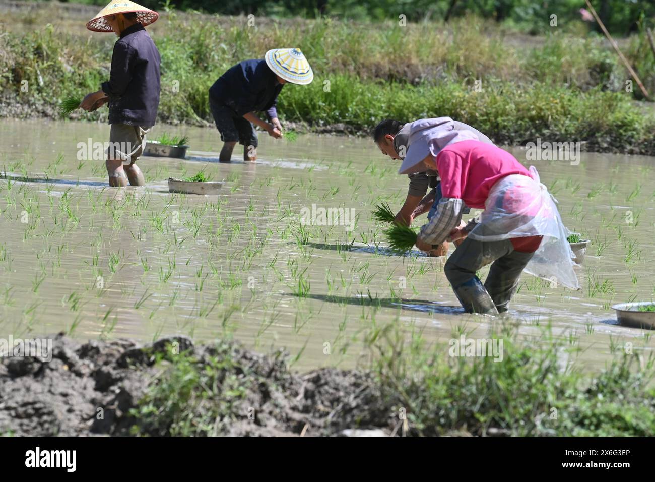 Aerial photos show villagers are busy planting rice seedlings in the ...