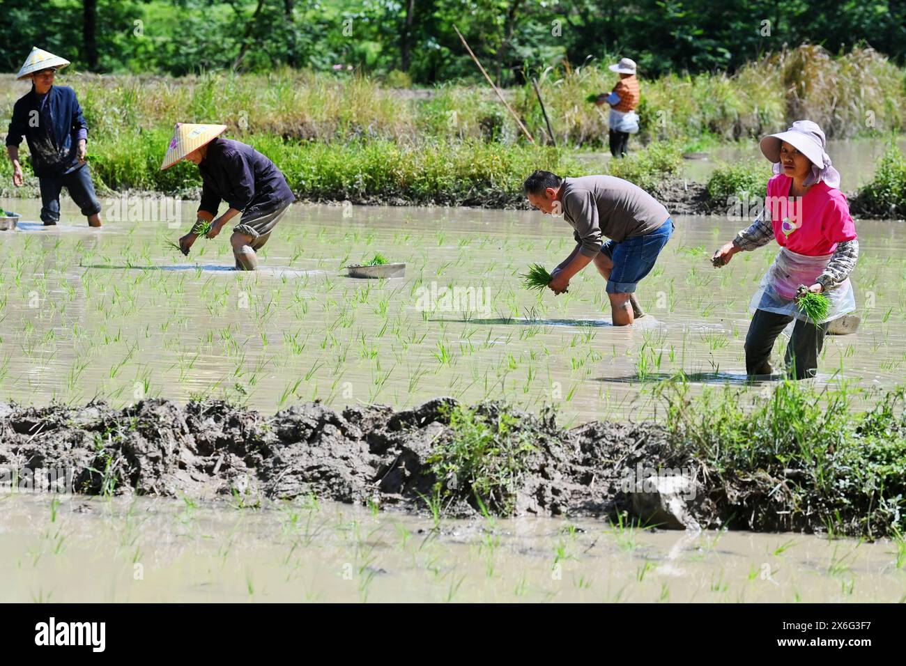 Aerial photos show villagers are busy planting rice seedlings in the ...