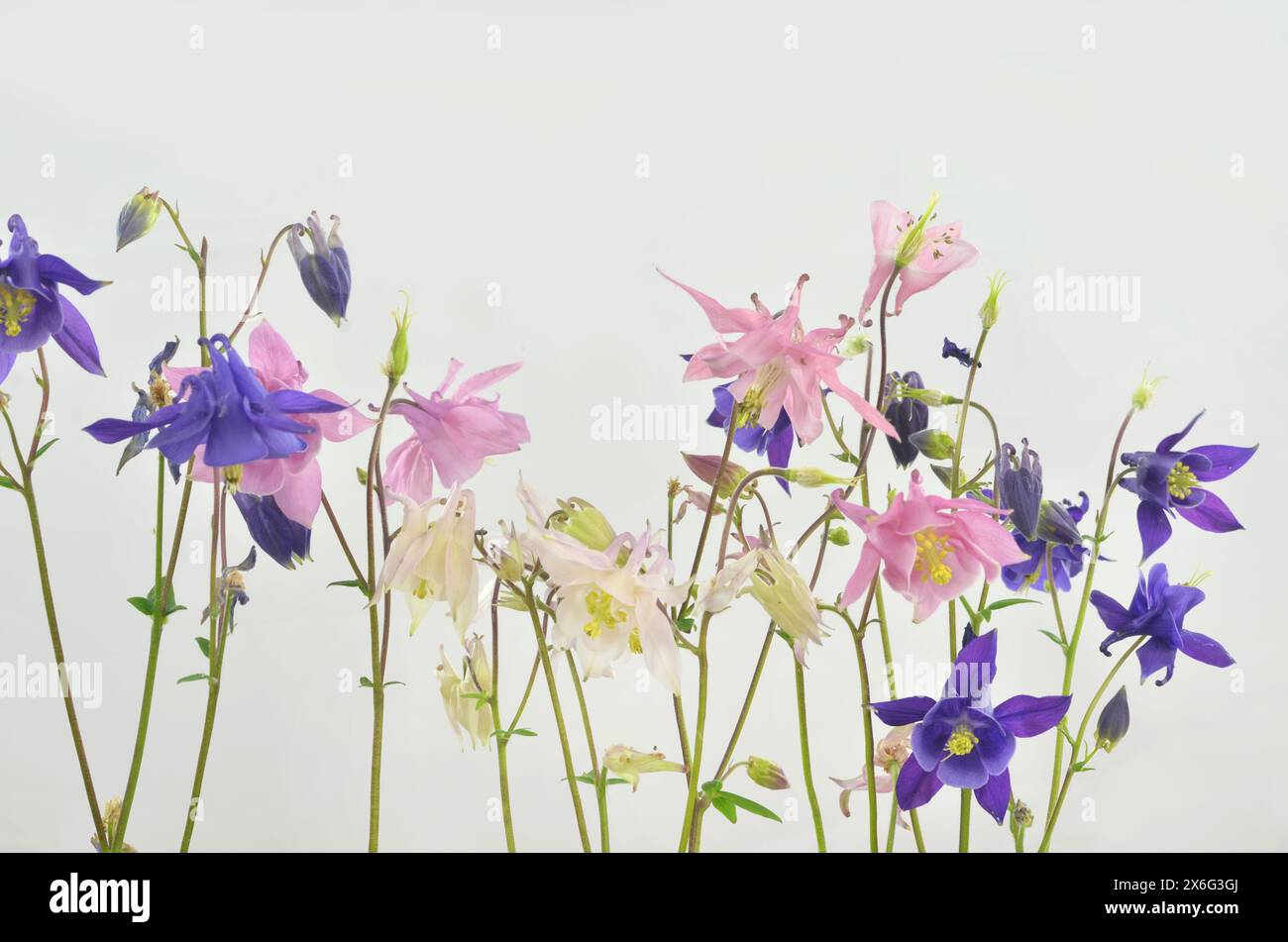 Pastel columbines in a row, bright, shallow depth of field Stock Photo ...