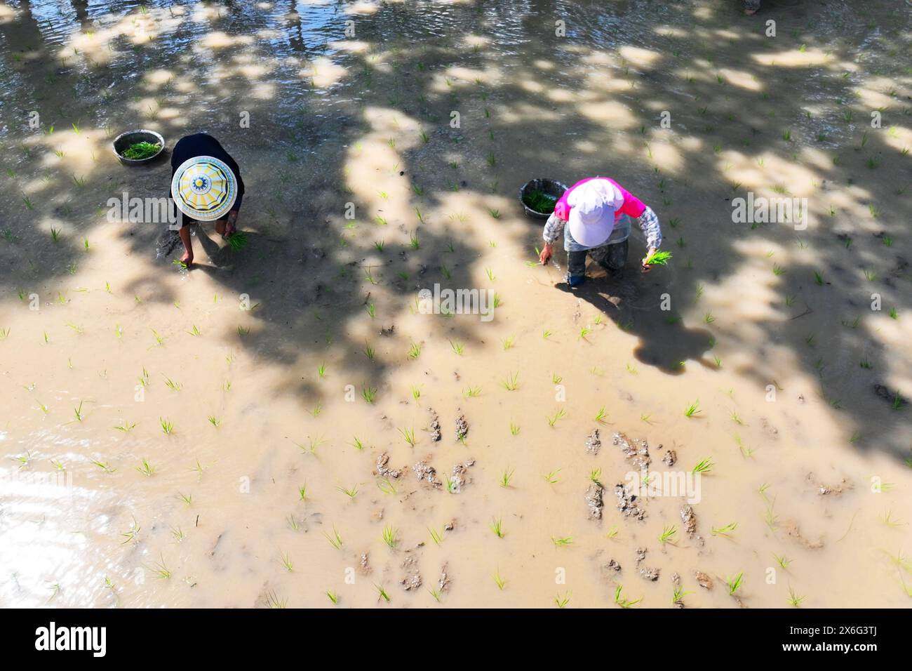 Aerial photos show villagers are busy planting rice seedlings in the ...