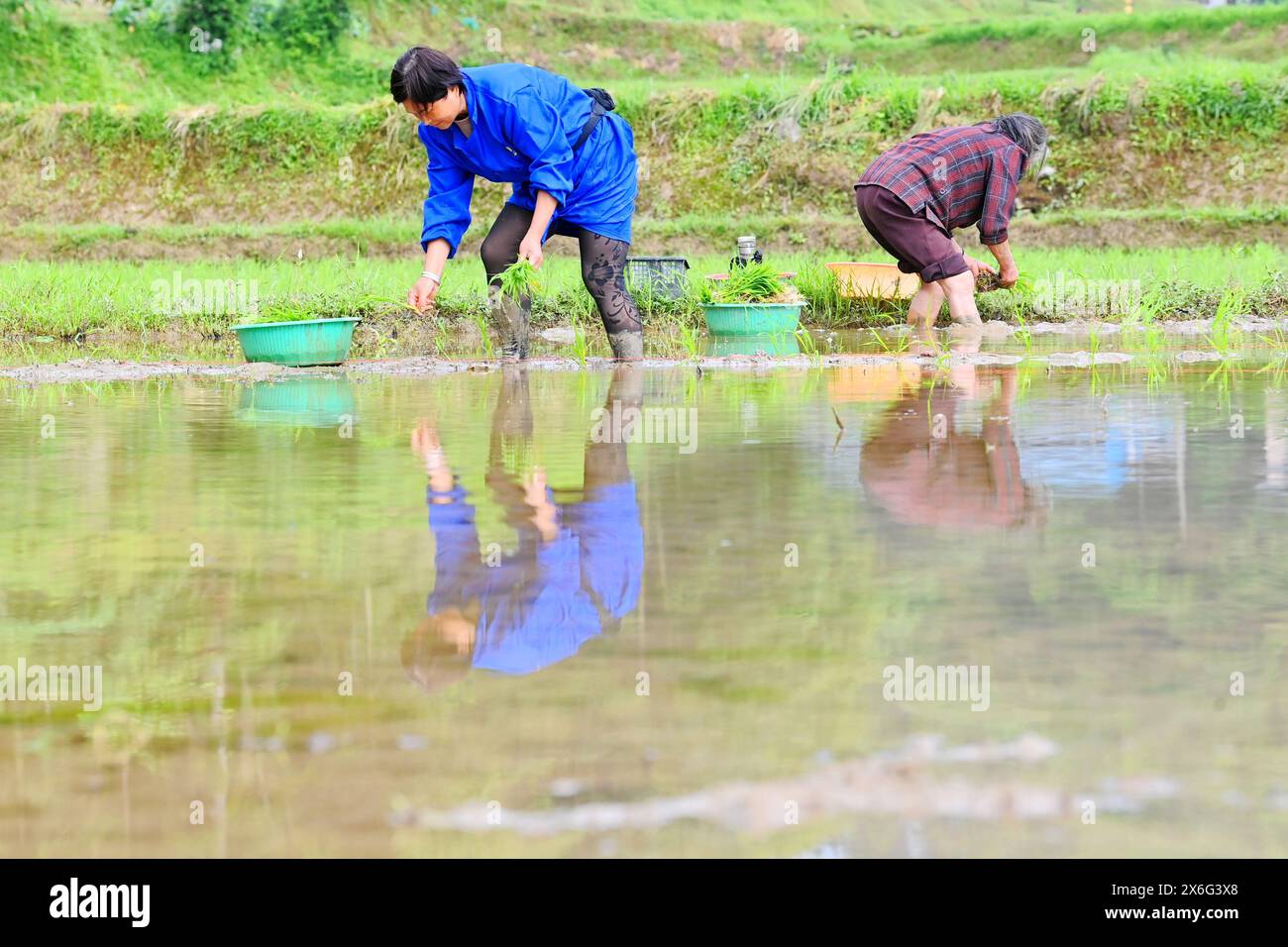 Aerial photos show villagers are busy planting rice seedlings in the ...