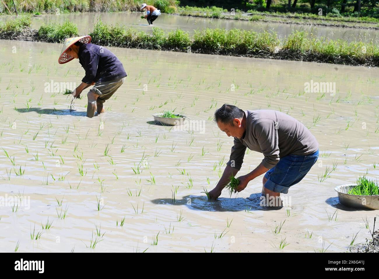 Aerial photos show villagers are busy planting rice seedlings in the ...