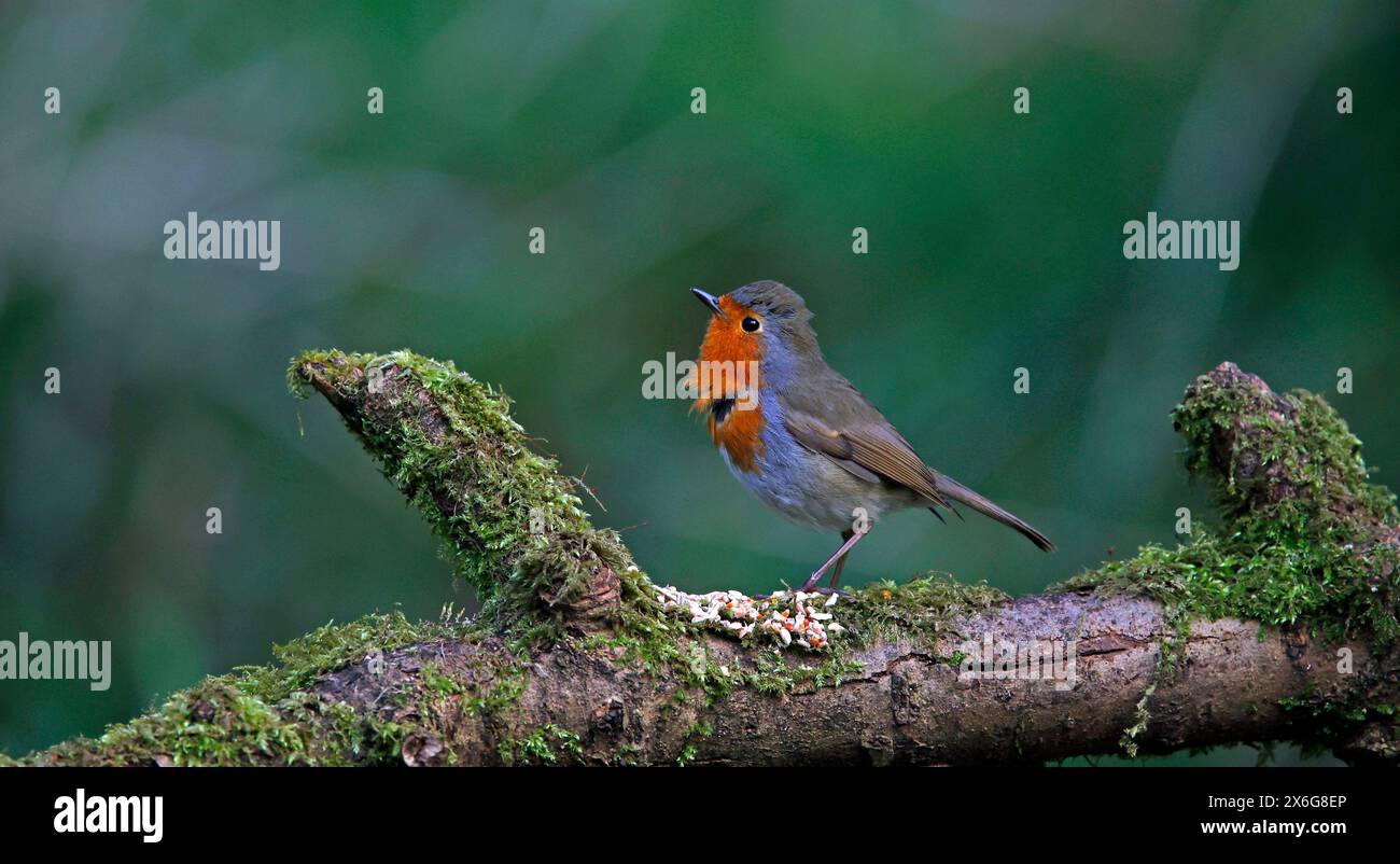 Uk photo woodland animals hi-res stock photography and images - Alamy