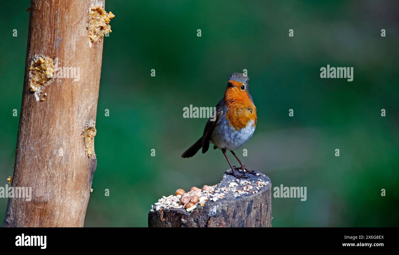 Eurasian robins in a woodland setting Stock Photo - Alamy