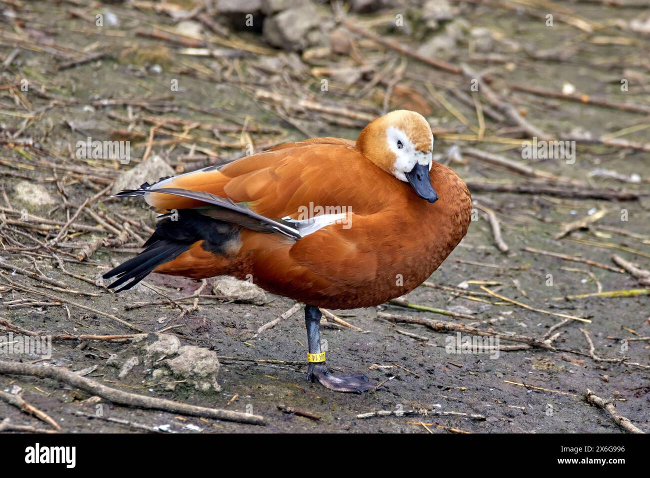 Orange leg bird hi-res stock photography and images - Alamy