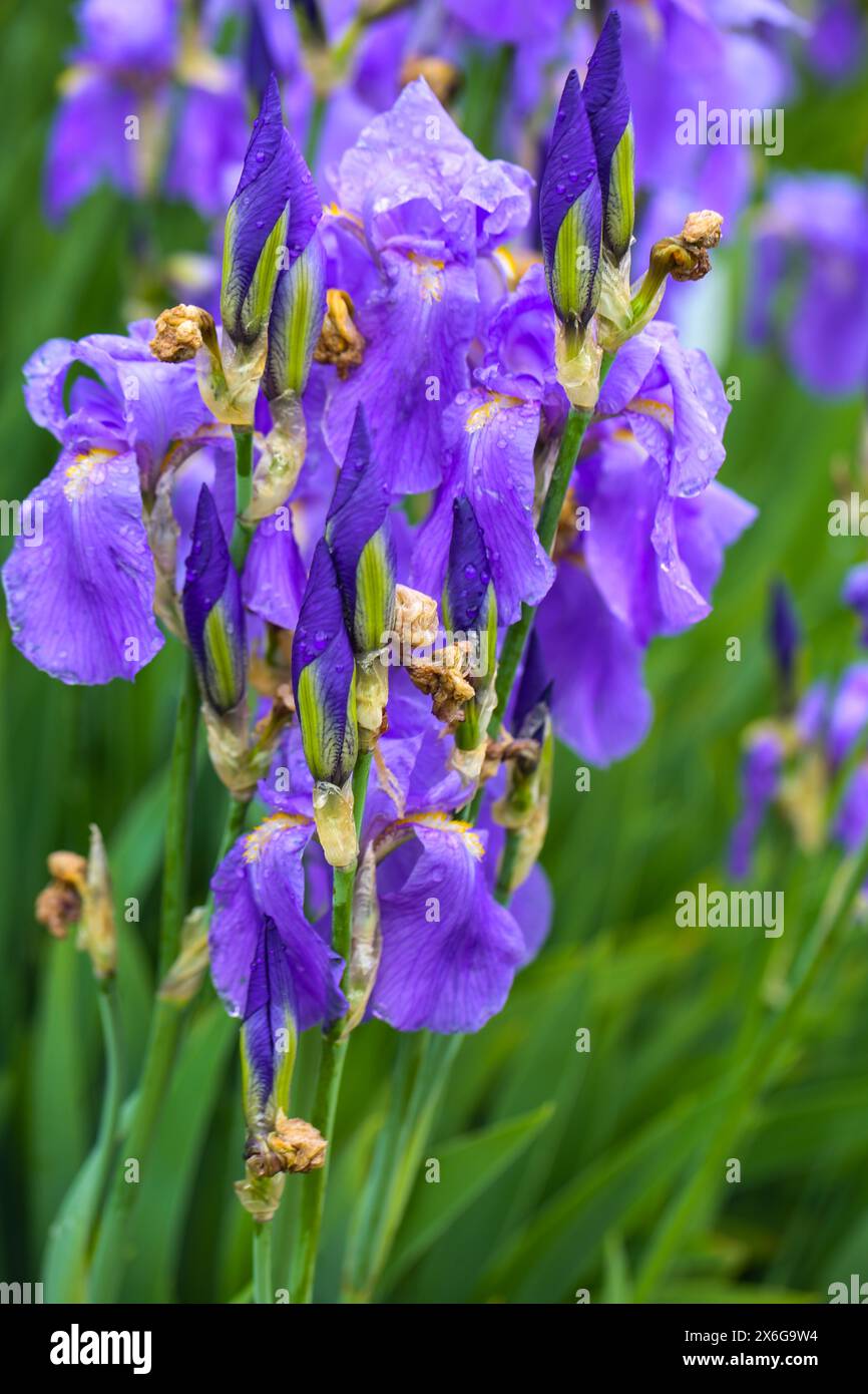 Iris wilsonii hi-res stock photography and images - Alamy