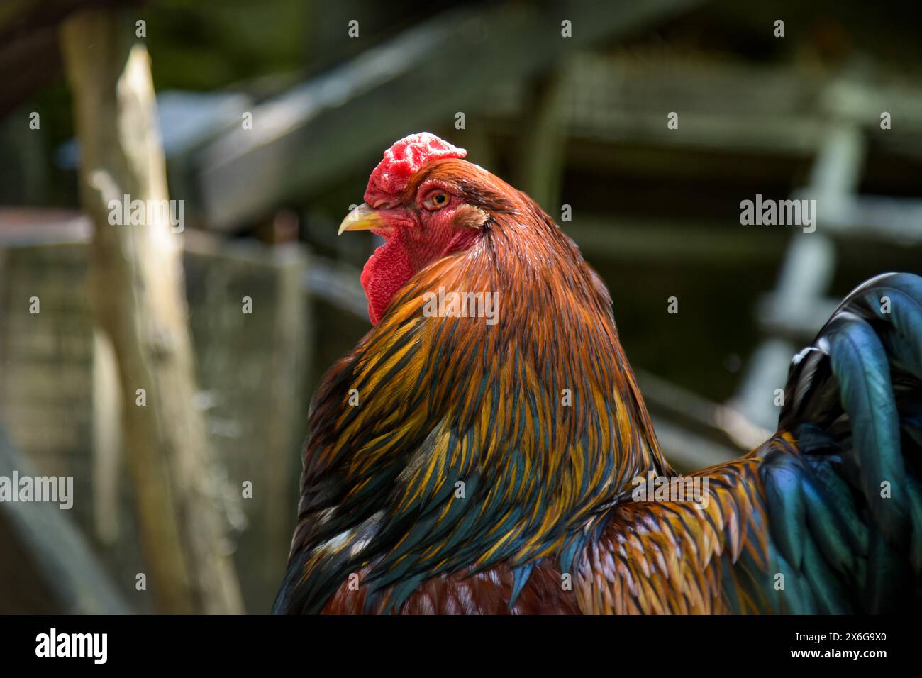 Beautiful rooster hi-res stock photography and images - Alamy