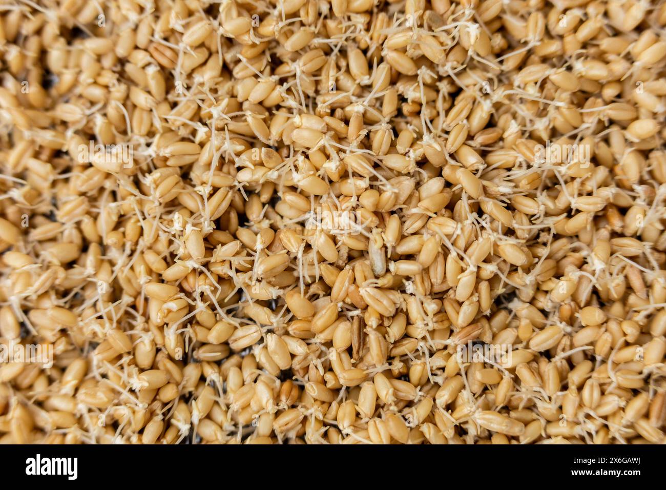 sprouted wheat for planting Stock Photo - Alamy