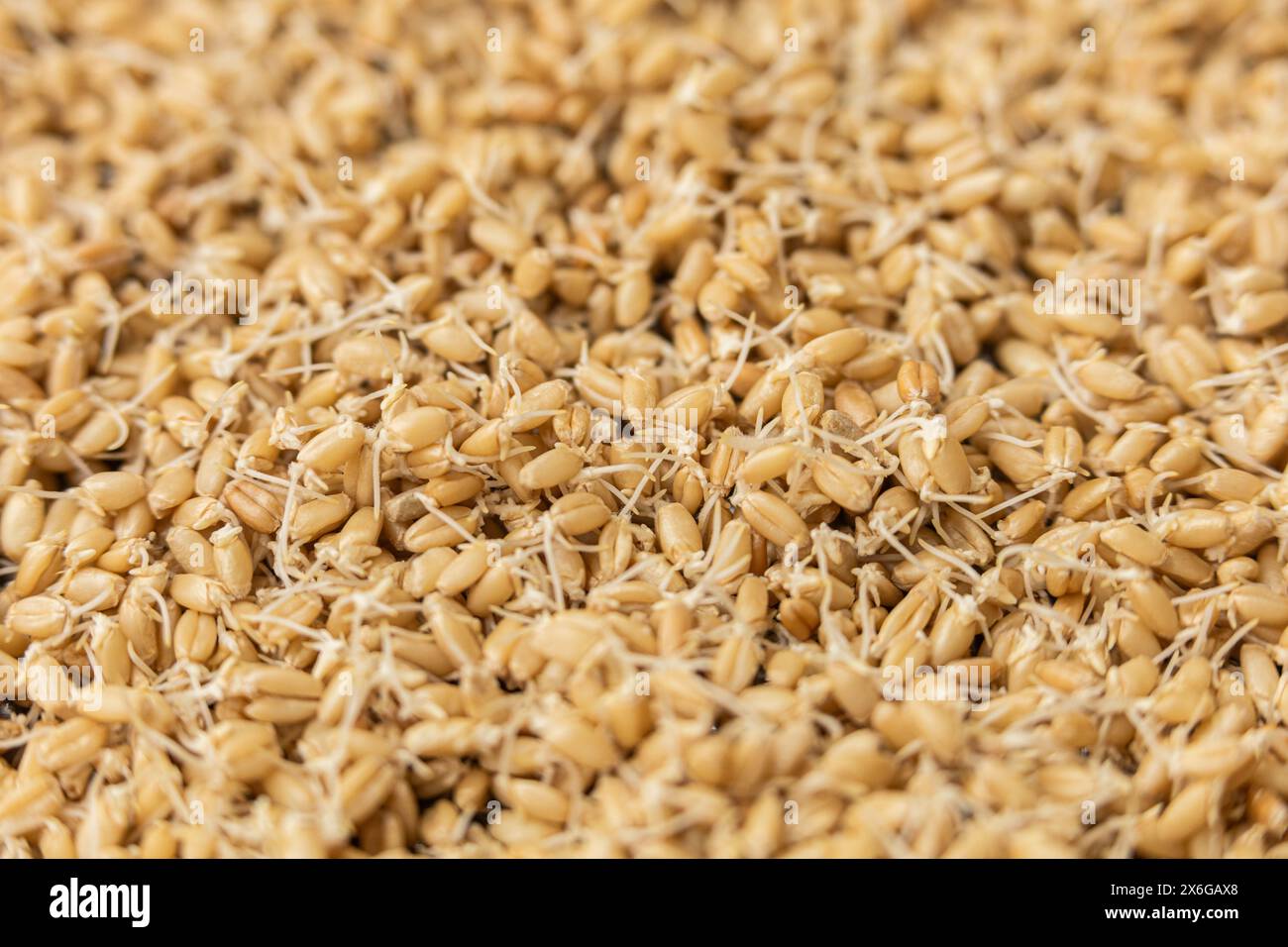 sprouted wheat for planting Stock Photo - Alamy