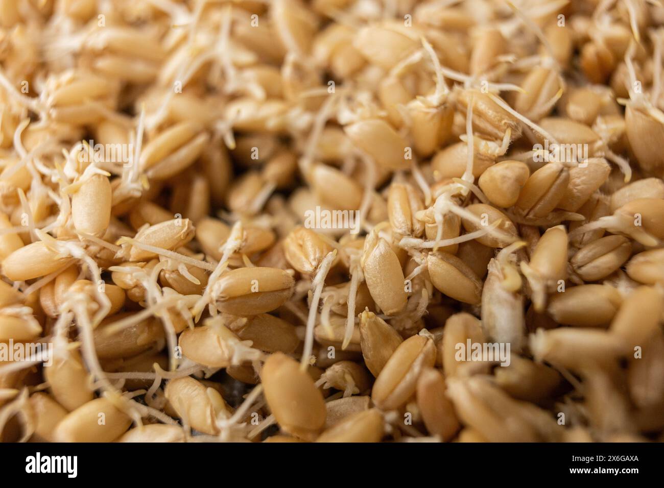 sprouted wheat for planting Stock Photo - Alamy
