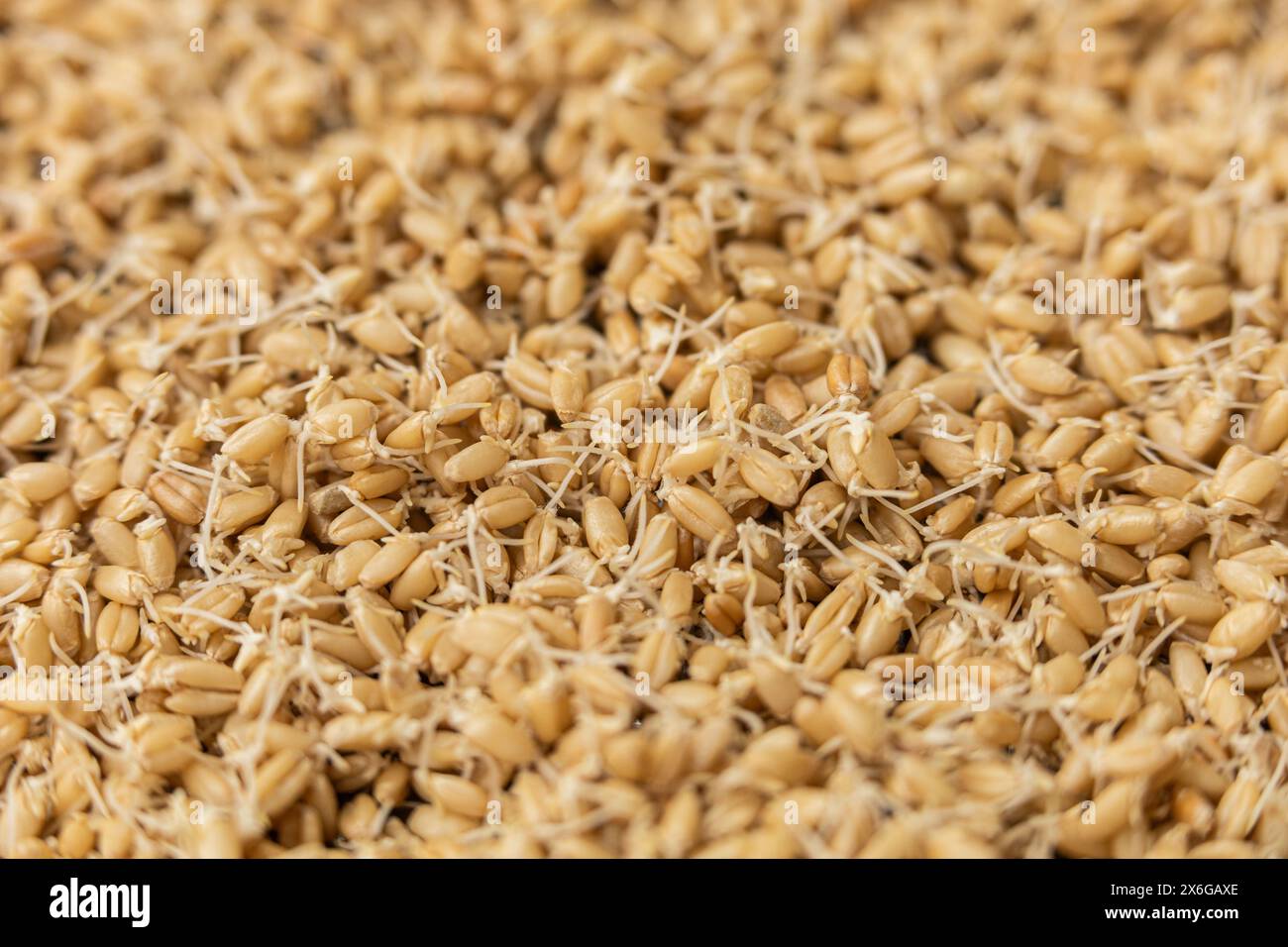 Sprouted wheat raw organic hi-res stock photography and images - Alamy