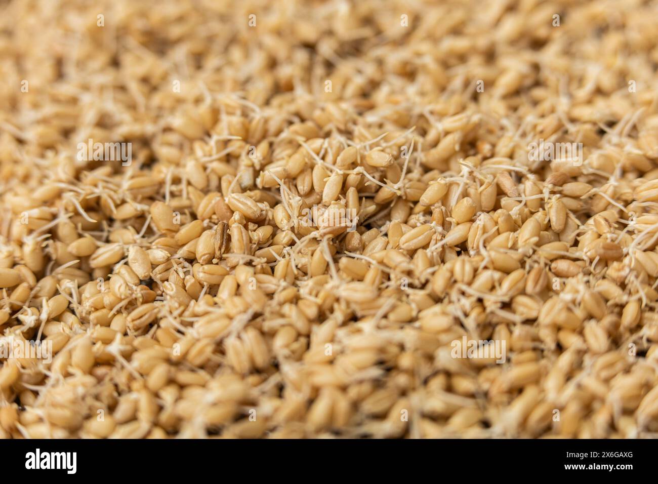 sprouted wheat for planting Stock Photo - Alamy