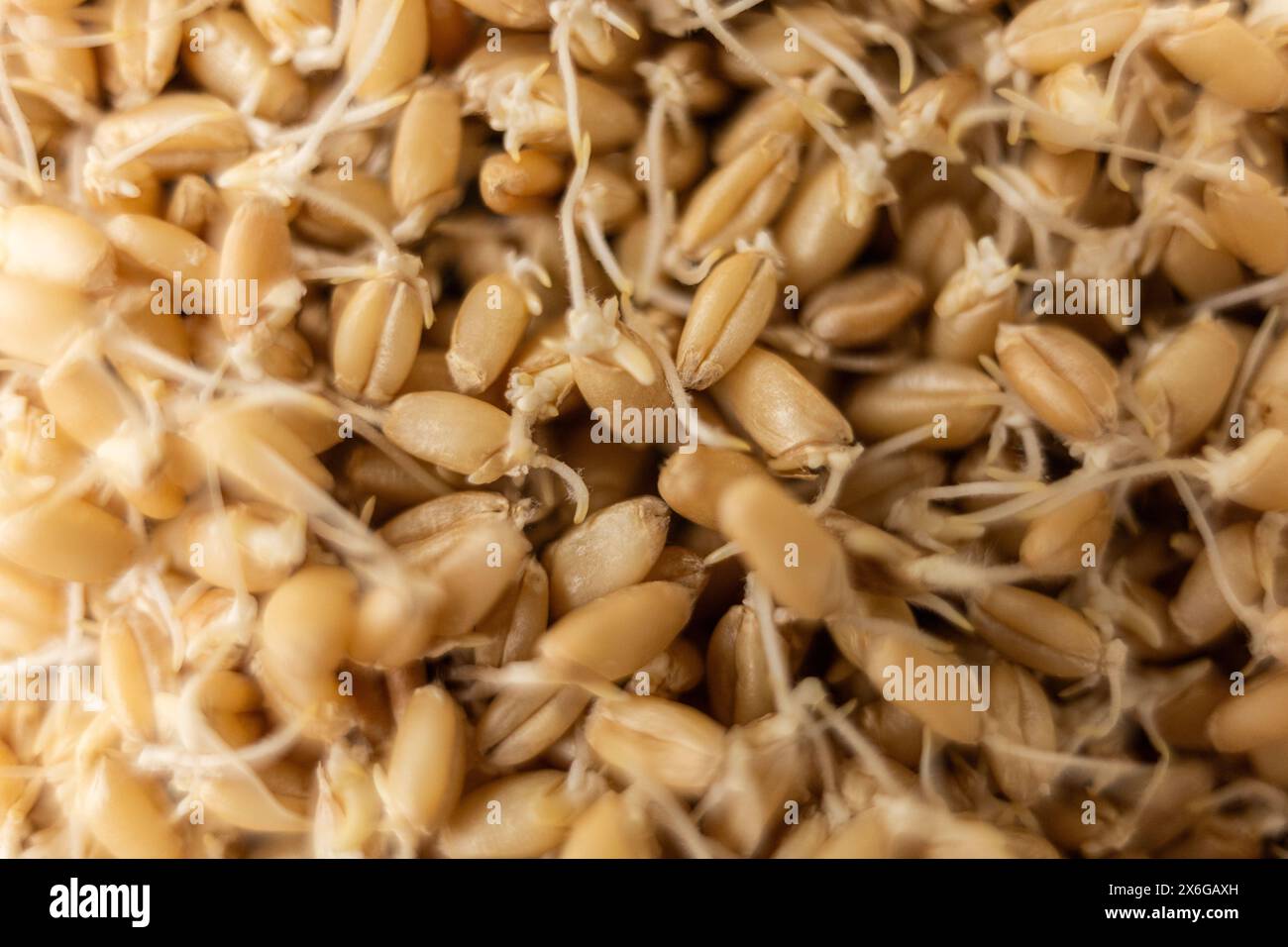 sprouted wheat for planting Stock Photo - Alamy