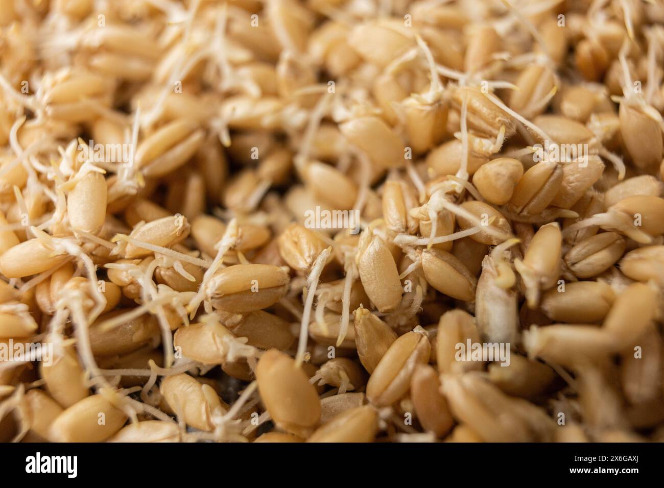 sprouted wheat for planting Stock Photo - Alamy