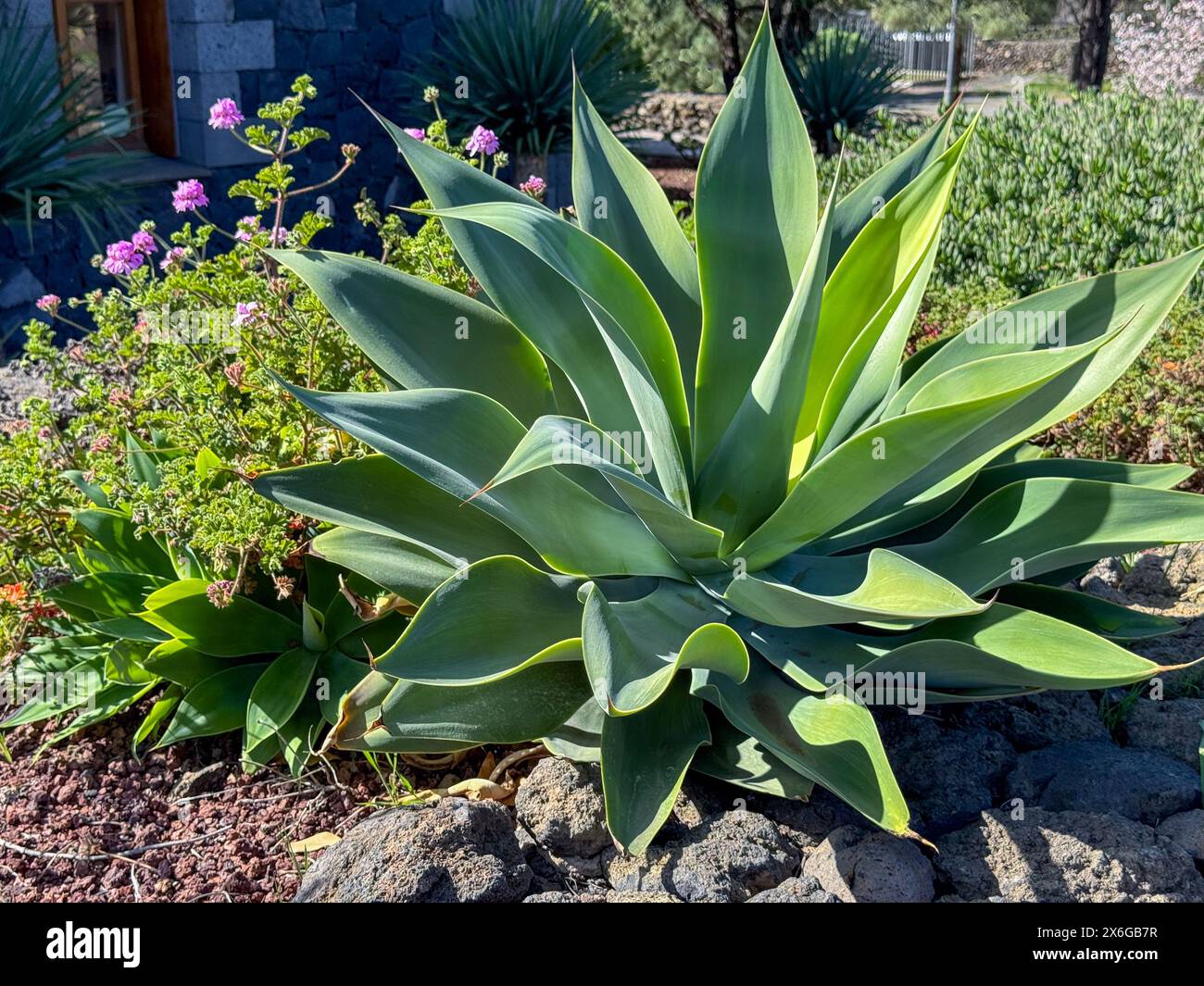 Large Green Agave Plant in a Lush Garden with Blooming Pink Flowers and ...