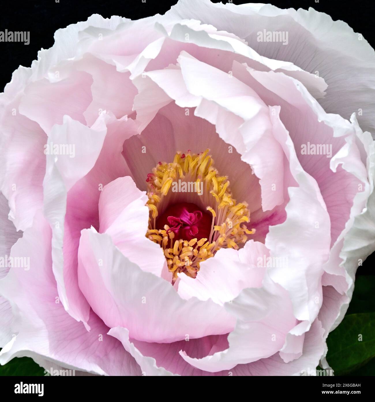 Around the UK - Peony close up Stock Photo - Alamy