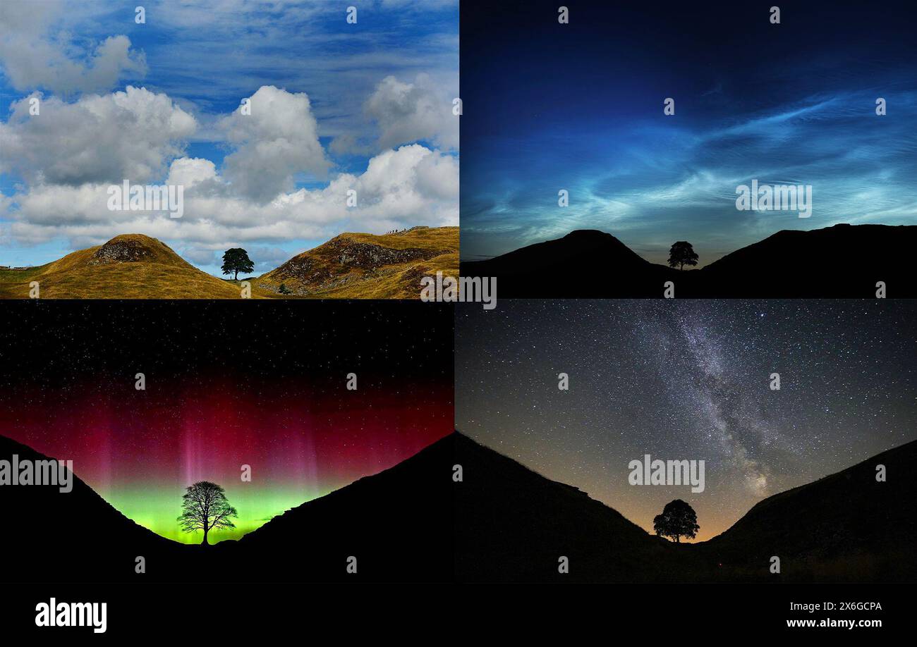 Undated pictures of the tree at Sycamore Gap, Northumberland, taken ...
