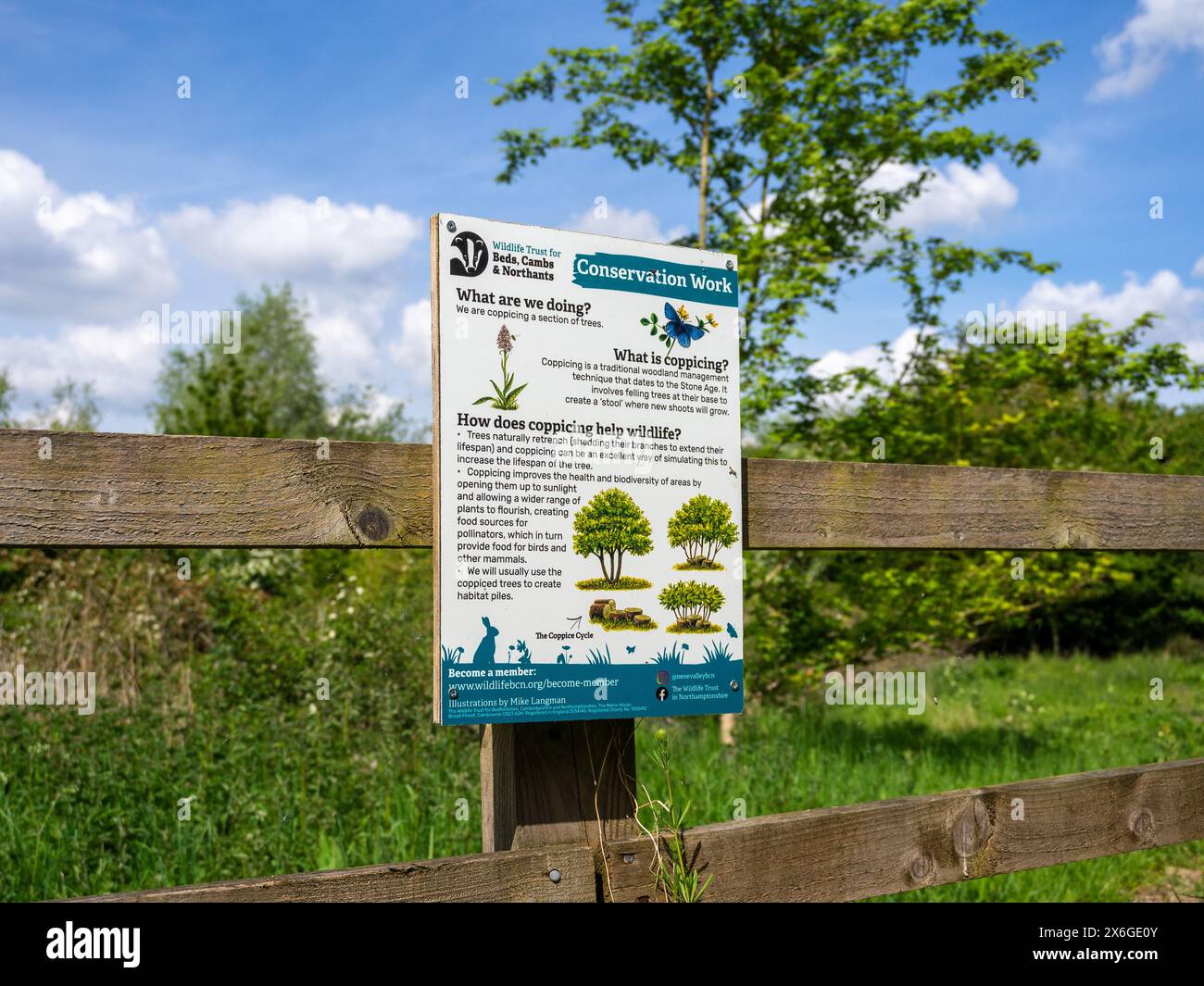 Coppicing hi-res stock photography and images - Alamy