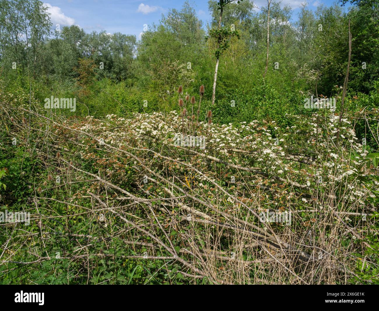 Freshly coppiced hedge, a traditional woodland management technique ...