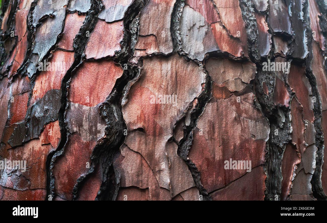 Tree bark texture with deep cracks and peeling layers revealing rich red and brown tones ...
