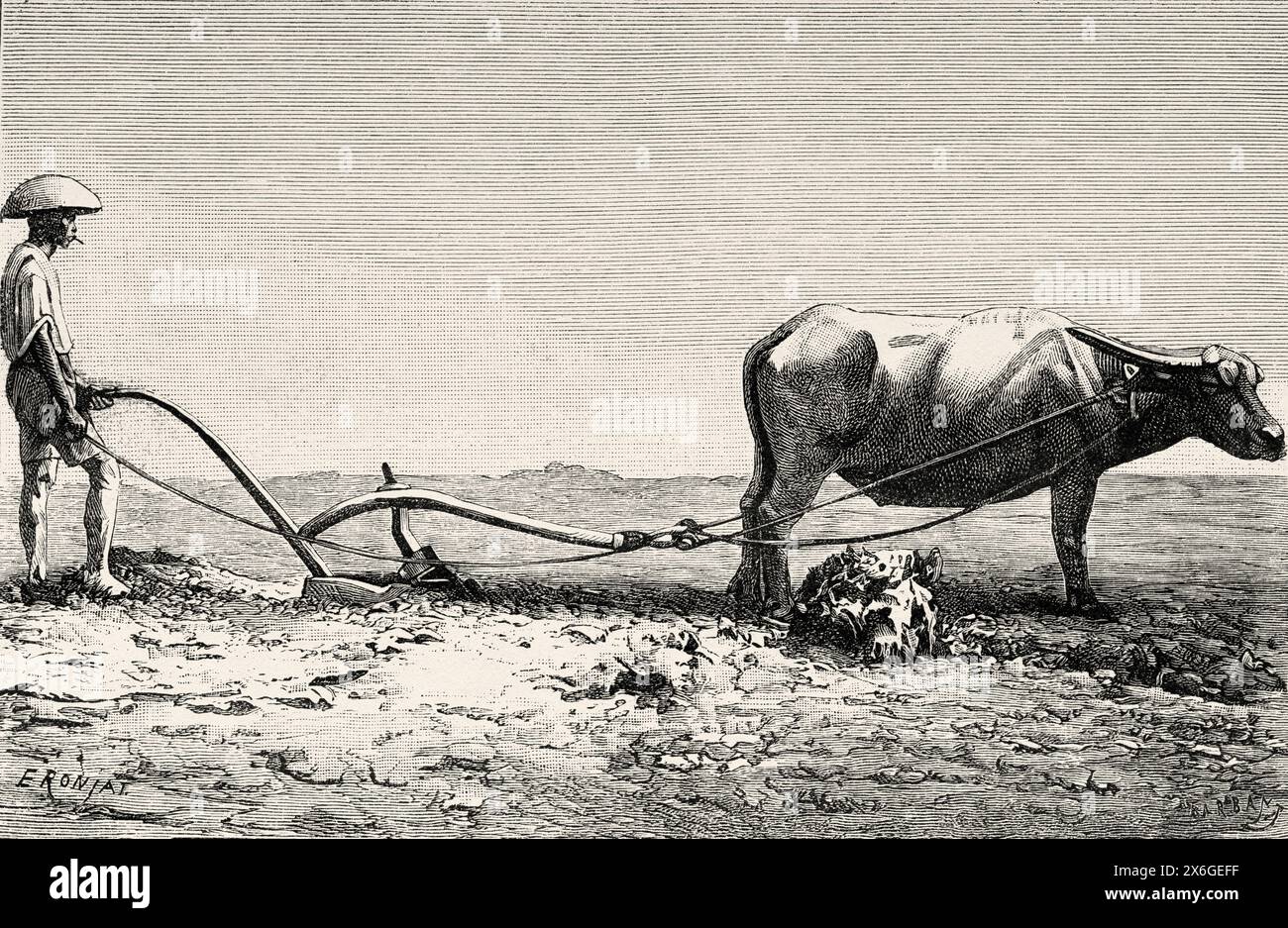 Filipino native plowing the land with a buffalo and a traditional plow ...