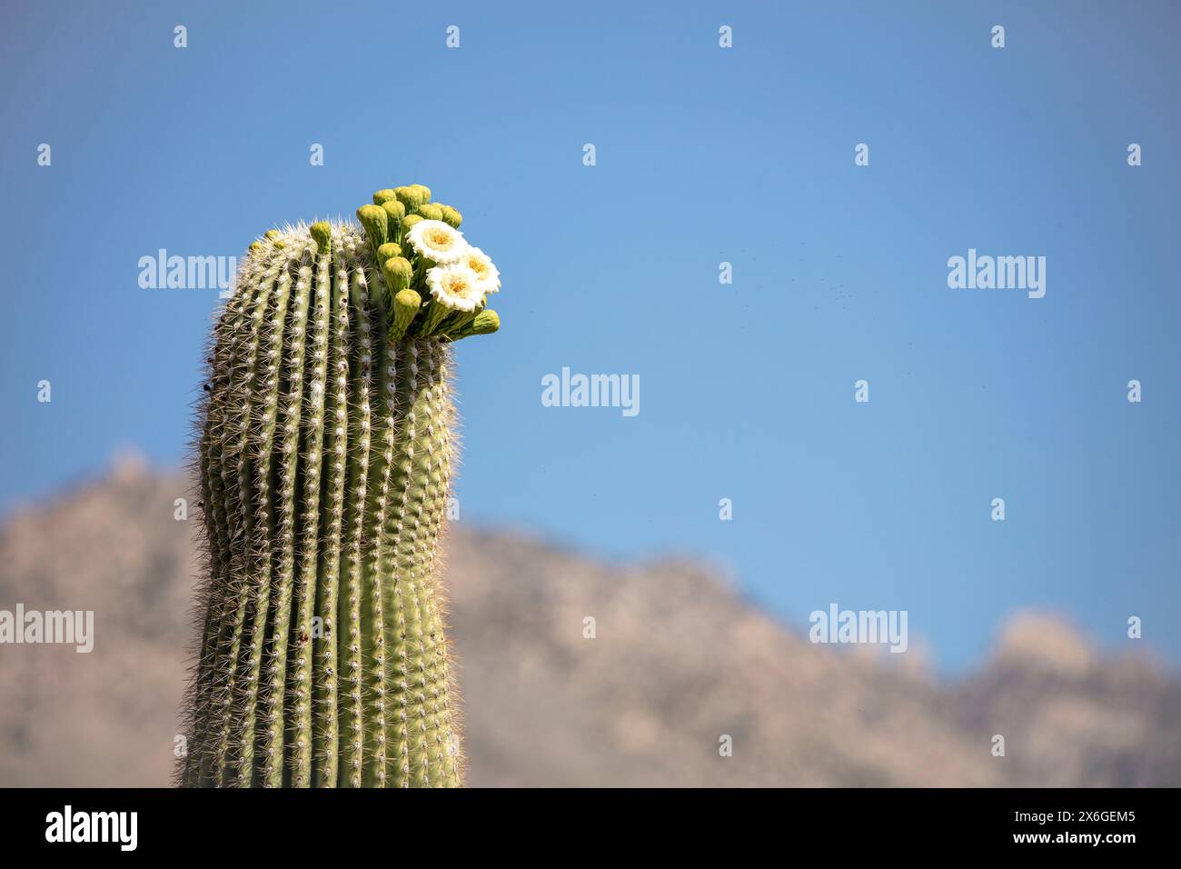Saguaro cactus, saˈɣwaɾo, Carnegiea gigantea, in bloom at Sabino Canyon ...
