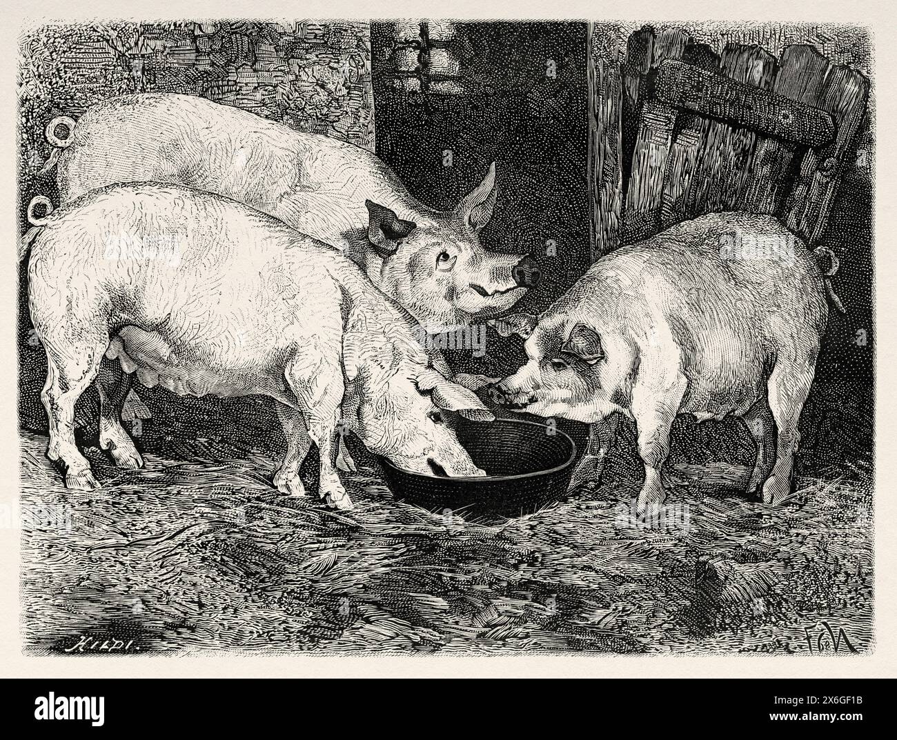 Hart pigs hi-res stock photography and images - Alamy