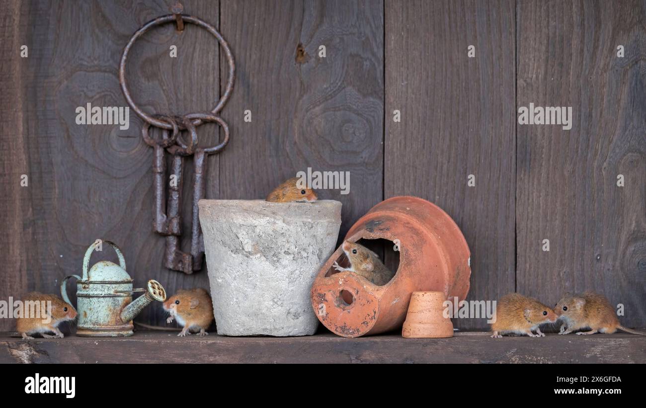 Harvest mice exploring a garden shed shelf set-up at Dean Masons ...