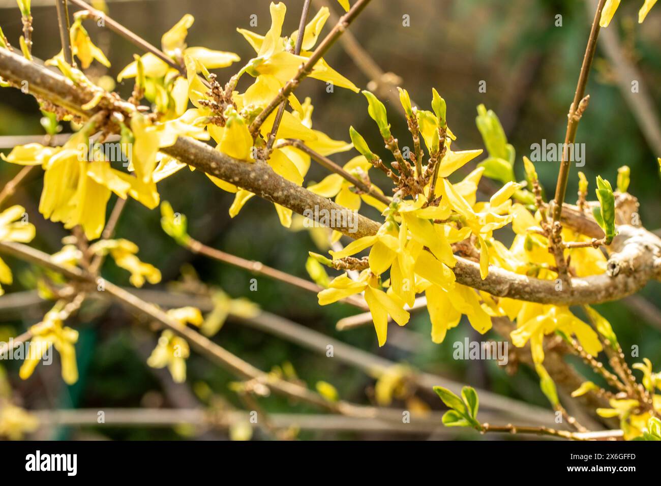 Glorious spring flowering Forsythia. Natural close up flowering plant ...