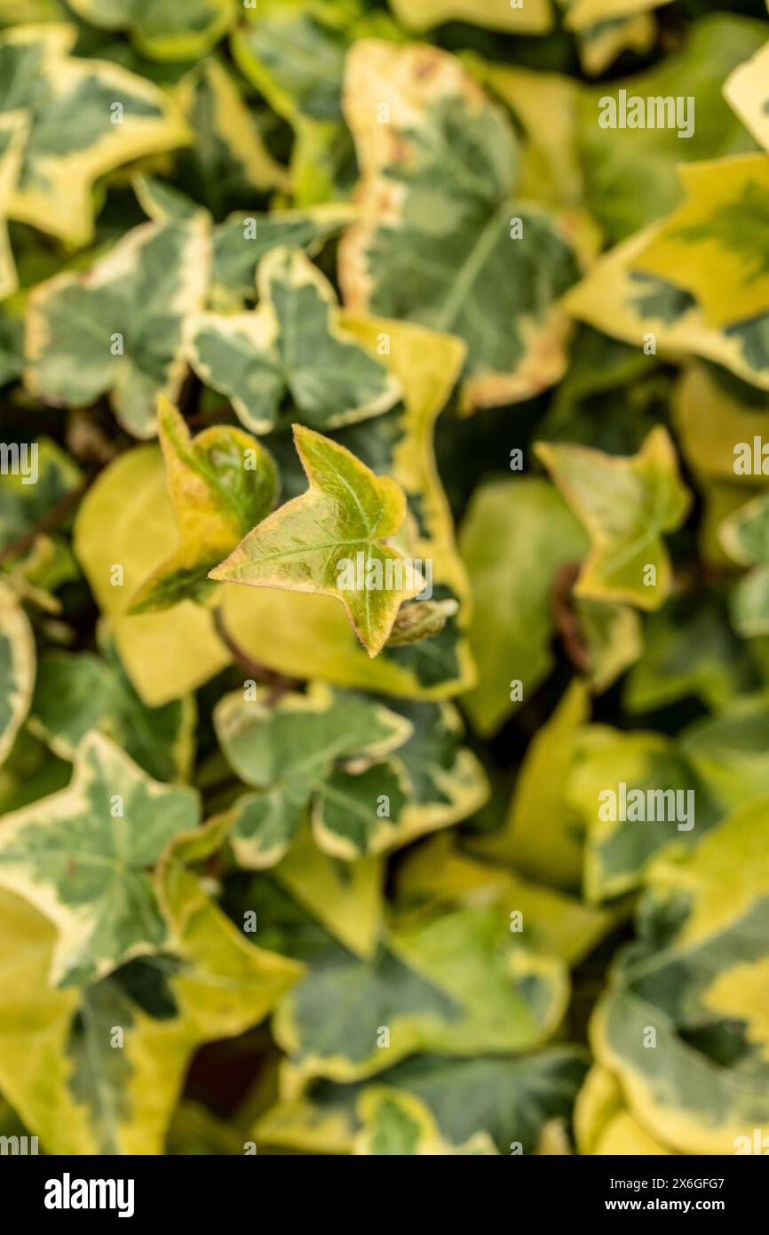 Natural close up plant portrait ofHedera algeriensis, Algerian ivy ...