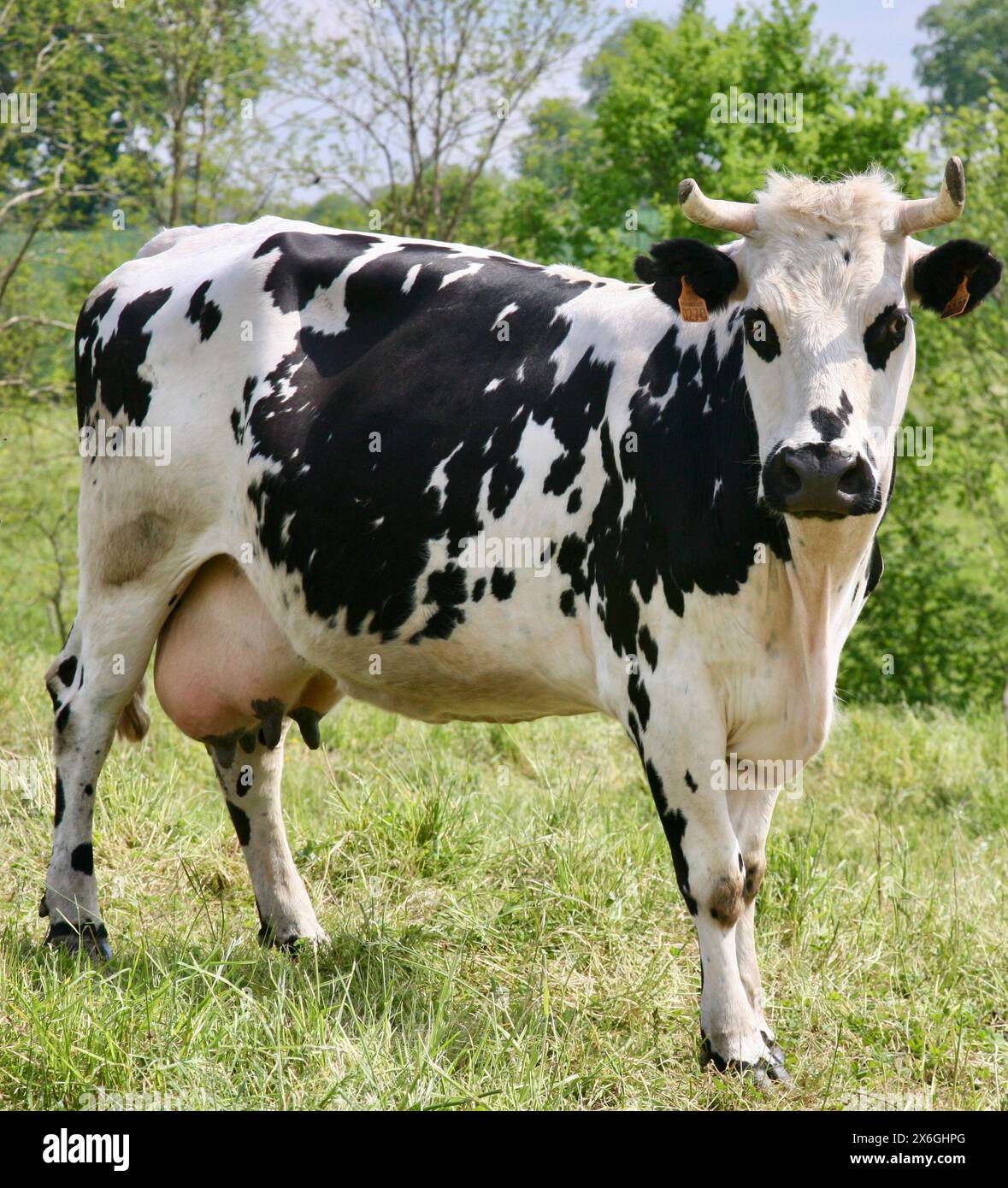 Big cow hi-res stock photography and images - Alamy