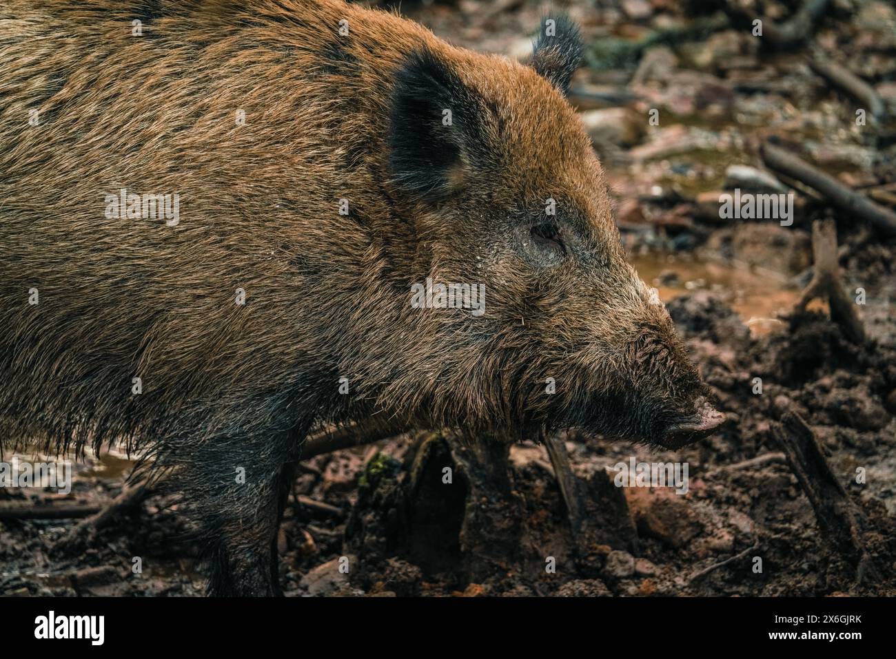wild boar in the mud in the forest Stock Photo - Alamy