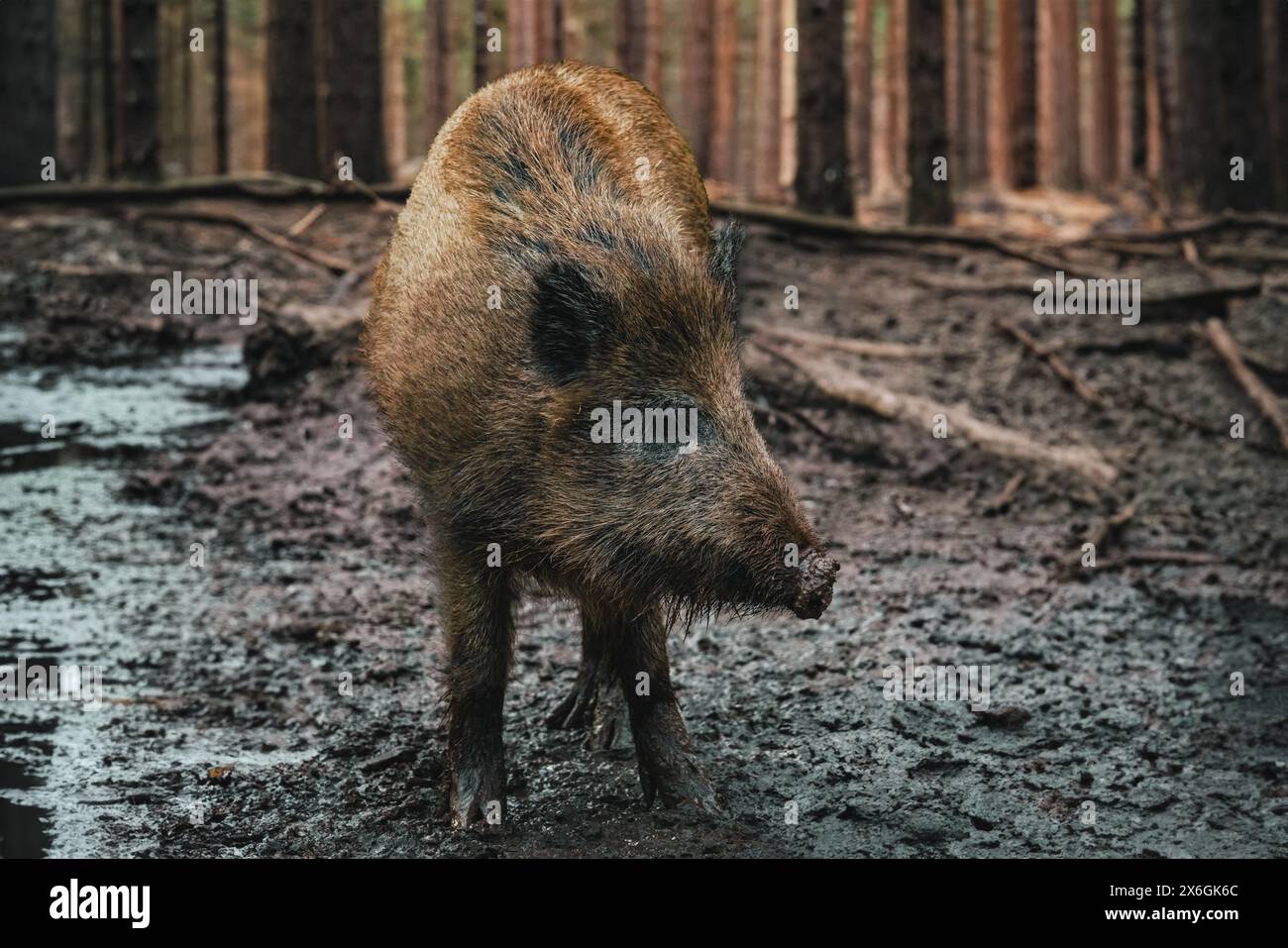 Plague of wild boar hi-res stock photography and images - Alamy