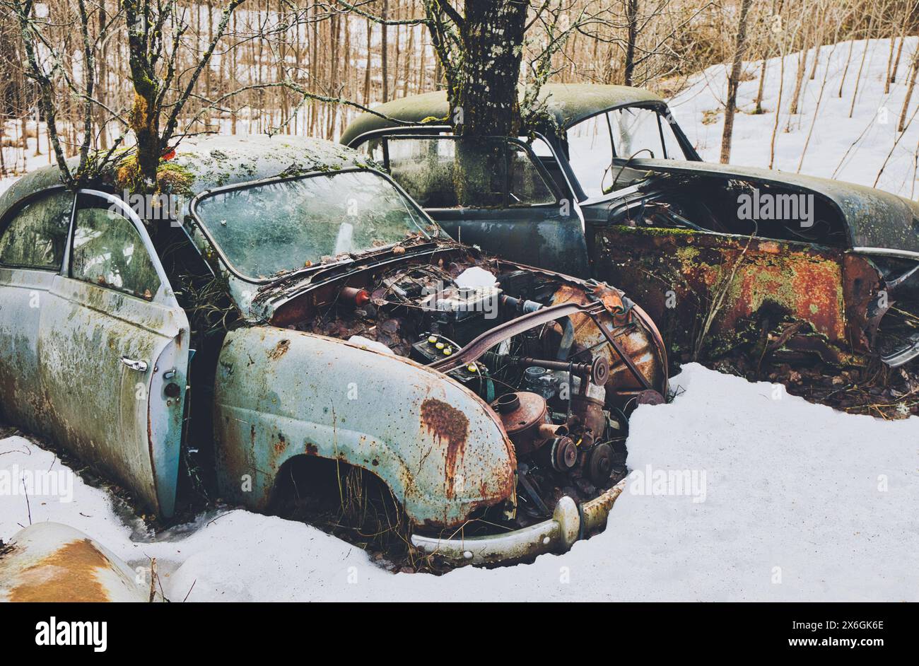 Trees growing out of abandoned, deserted, neglected rusty classic ...